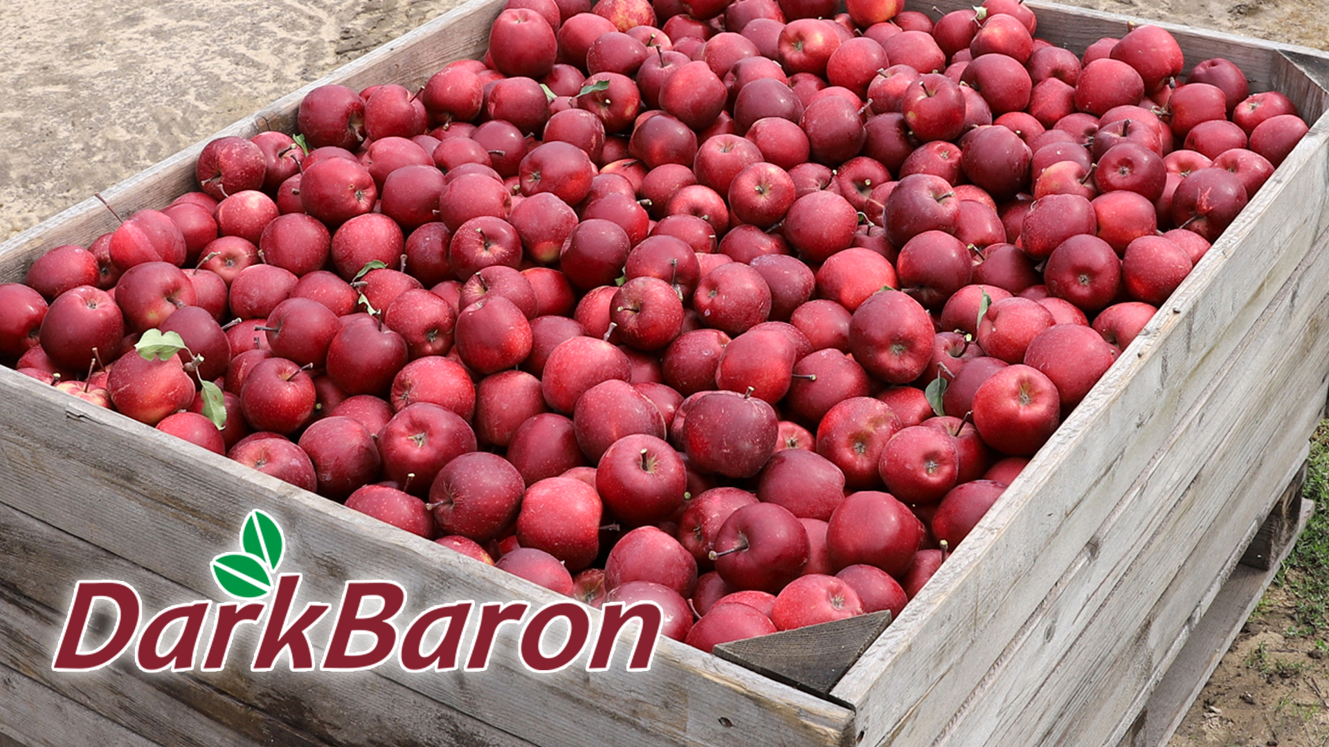 Gala Dark Baron - najciemniejsze jabłka odmiany Gala. ZOBACZ